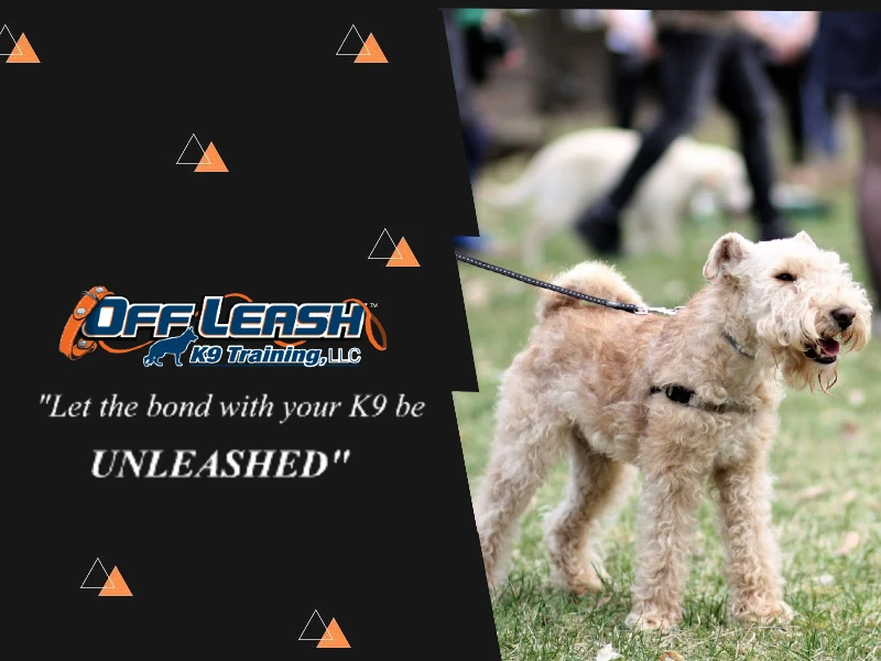 Our Videos | Off Leash K9 Training of Tulsa, OK